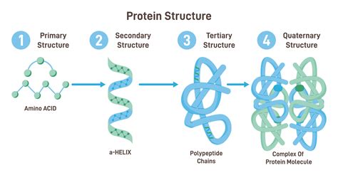 Levels Of Protein Structure - FutureForge